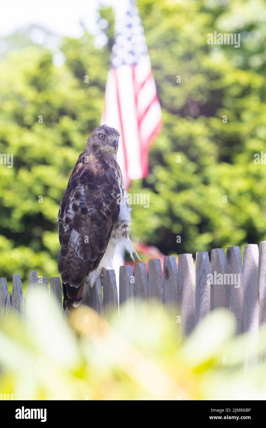 American flag with eagle perched hi-res stock photography and images ...