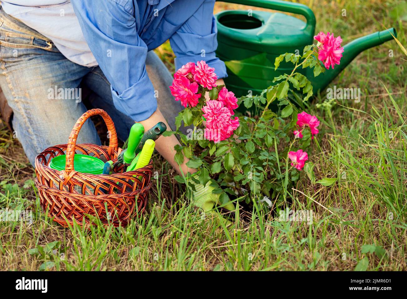 Woman gardener planting a sapling of red rose Stock Photo - Alamy