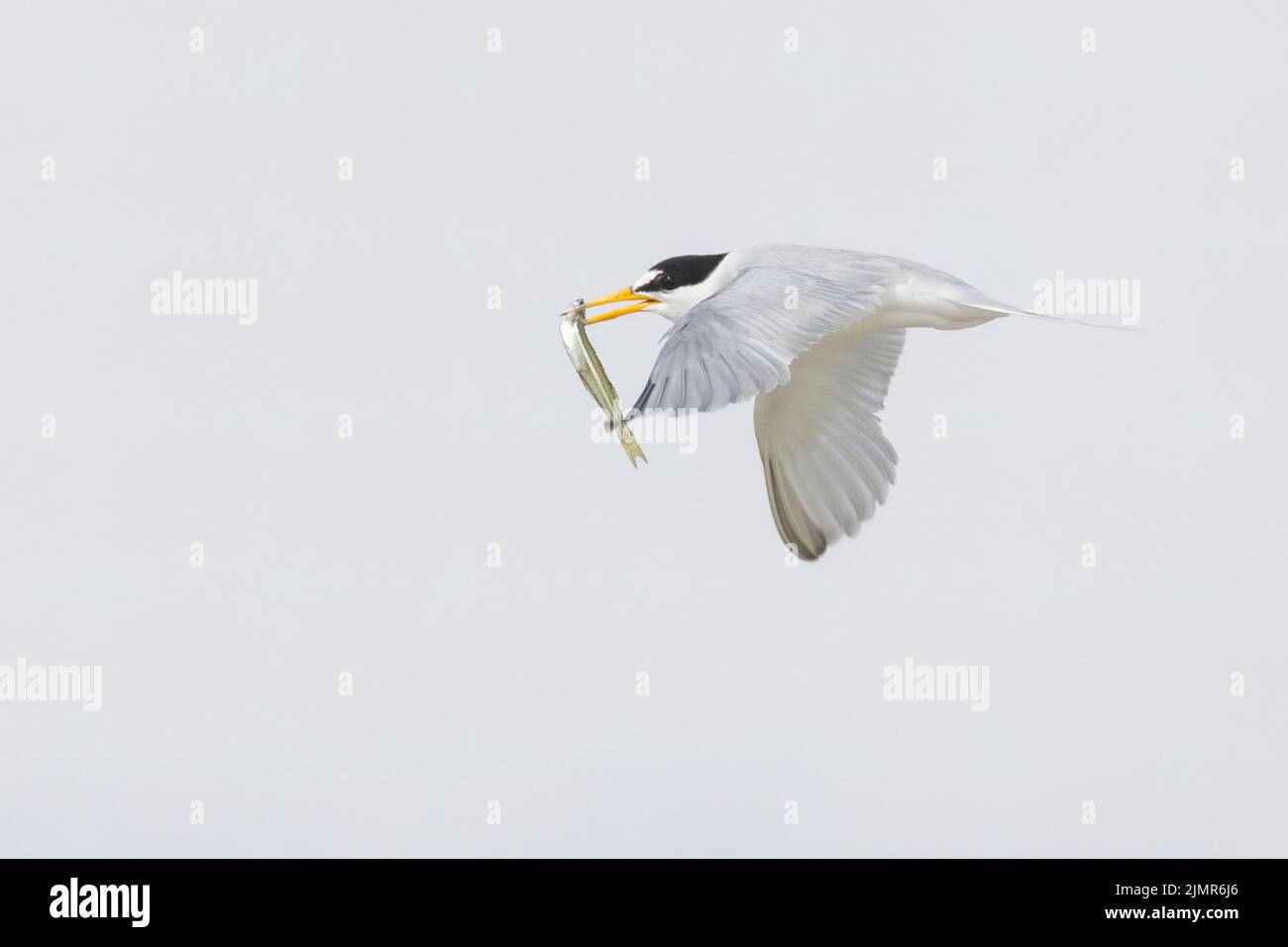 Least tern fishing (Sternula antillarum Stock Photo - Alamy