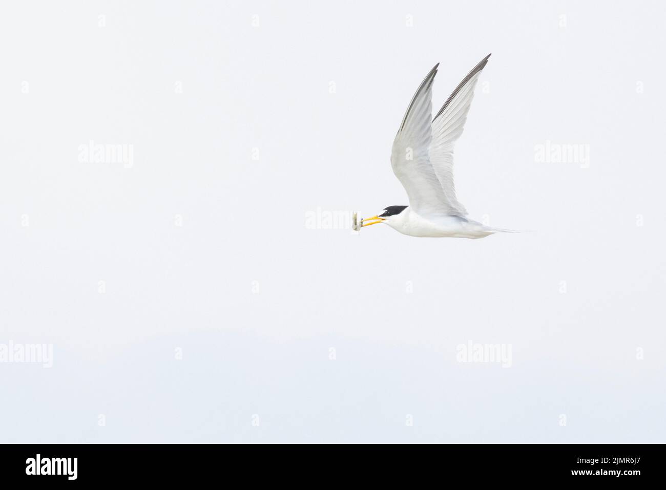 Least tern fishing (Sternula antillarum Stock Photo - Alamy