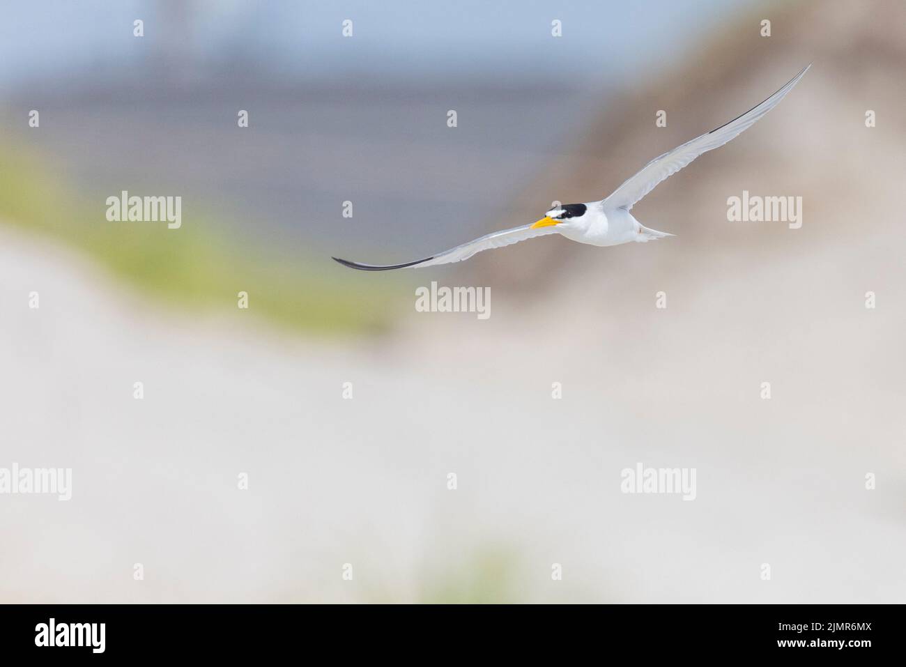 Least tern fishing (Sternula antillarum Stock Photo - Alamy