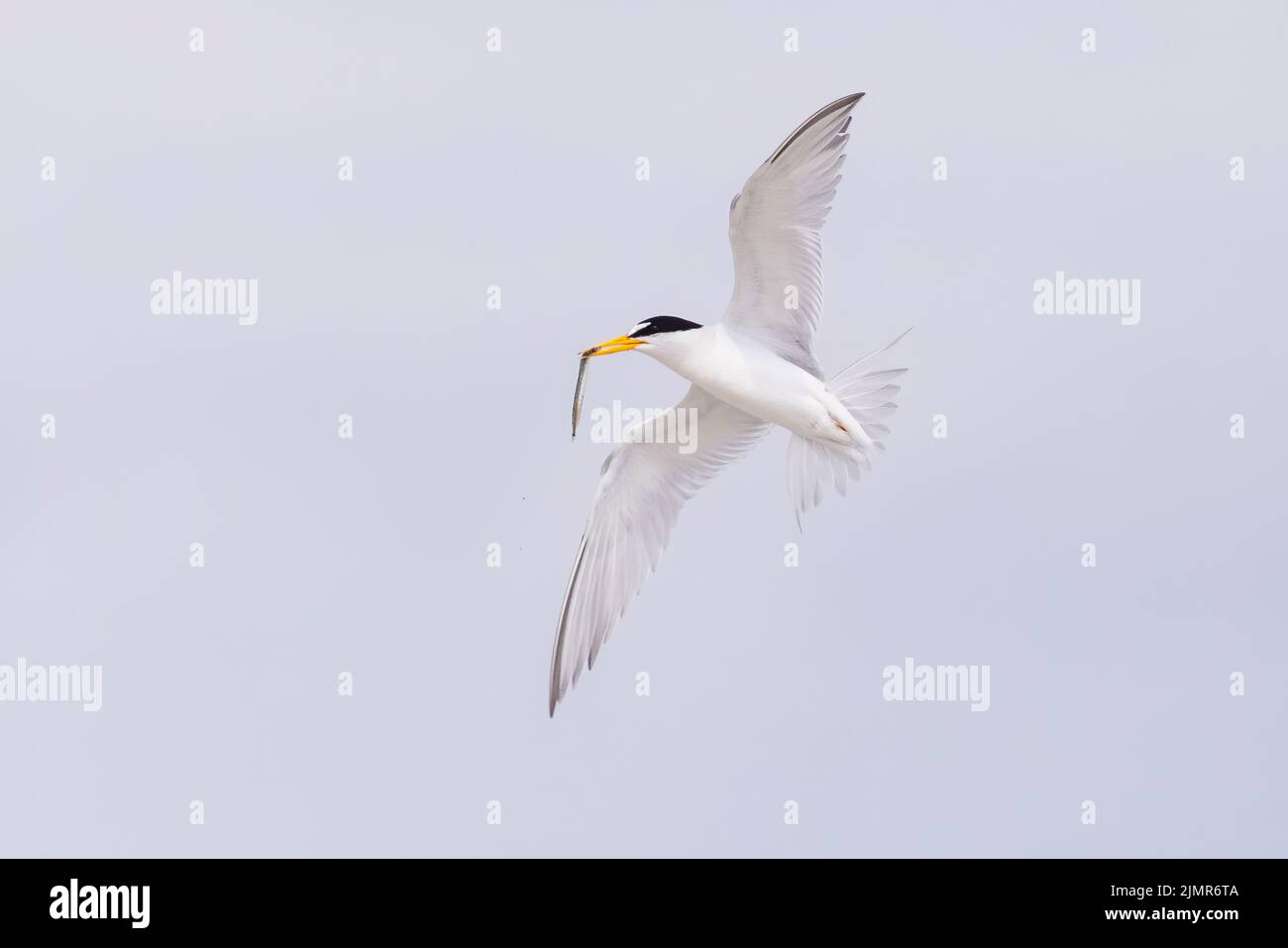 Least tern fishing (Sternula antillarum Stock Photo - Alamy