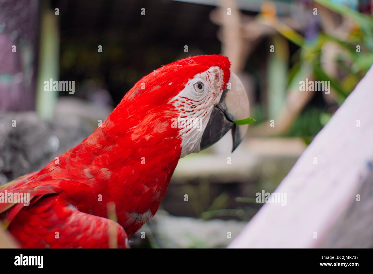 A closeup of a scarlet macaw (Ara macao) with a leaf in its beak Stock ...
