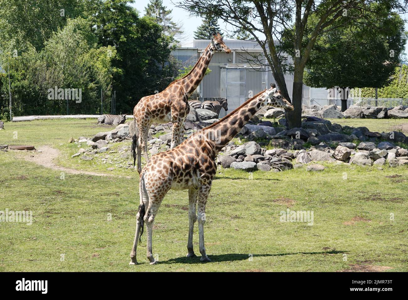A closeup of two Northern giraffes (Giraffa camelopardalis) in a zoo ...