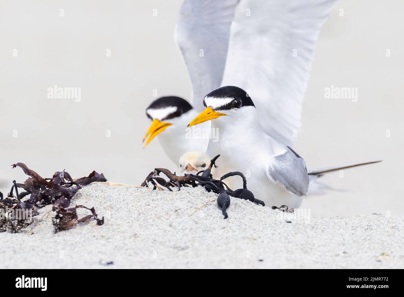Least tern (Sternula antillarum) at nest Stock Photo - Alamy