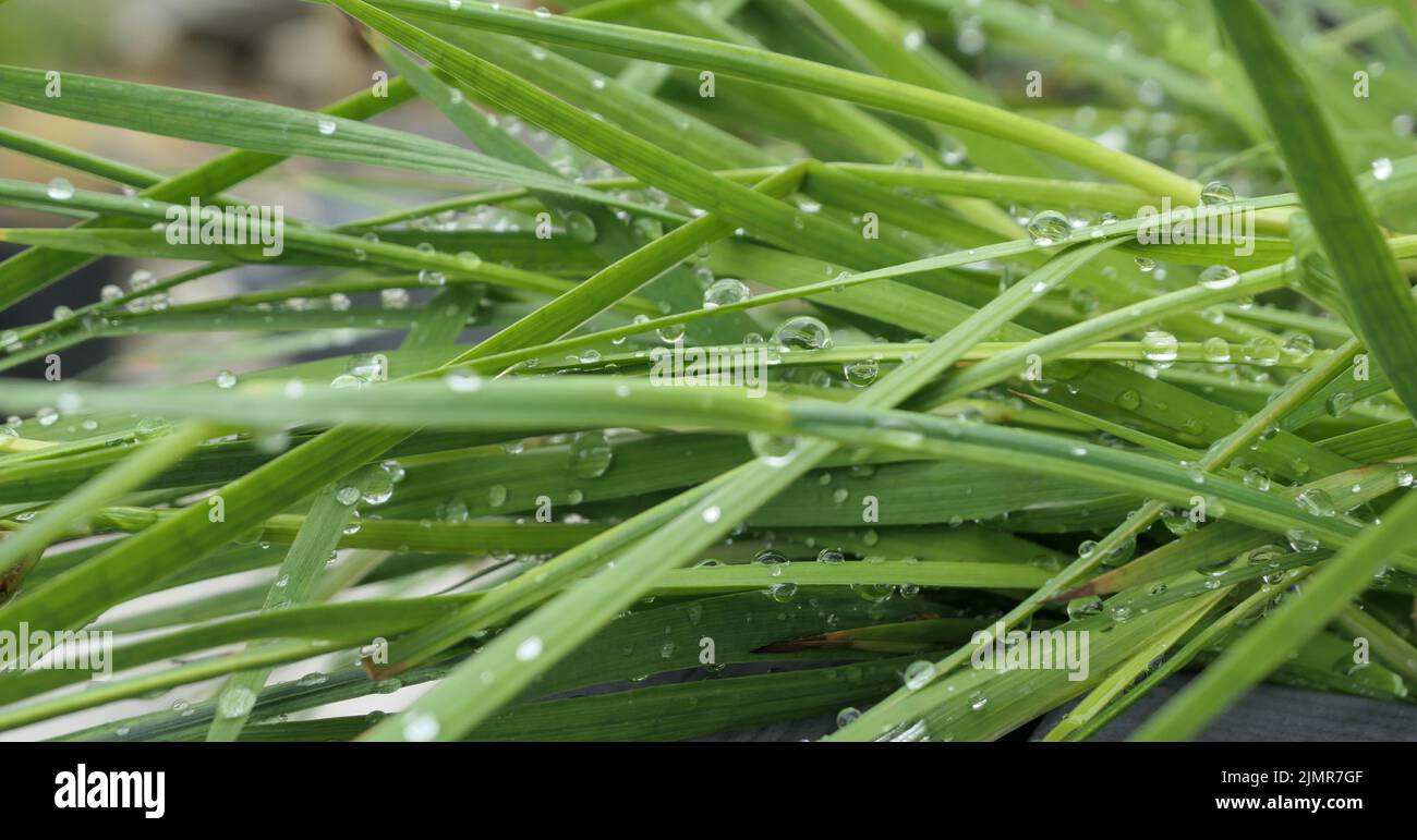 after the rain fresh green grass with brilliant rain drops close up ...