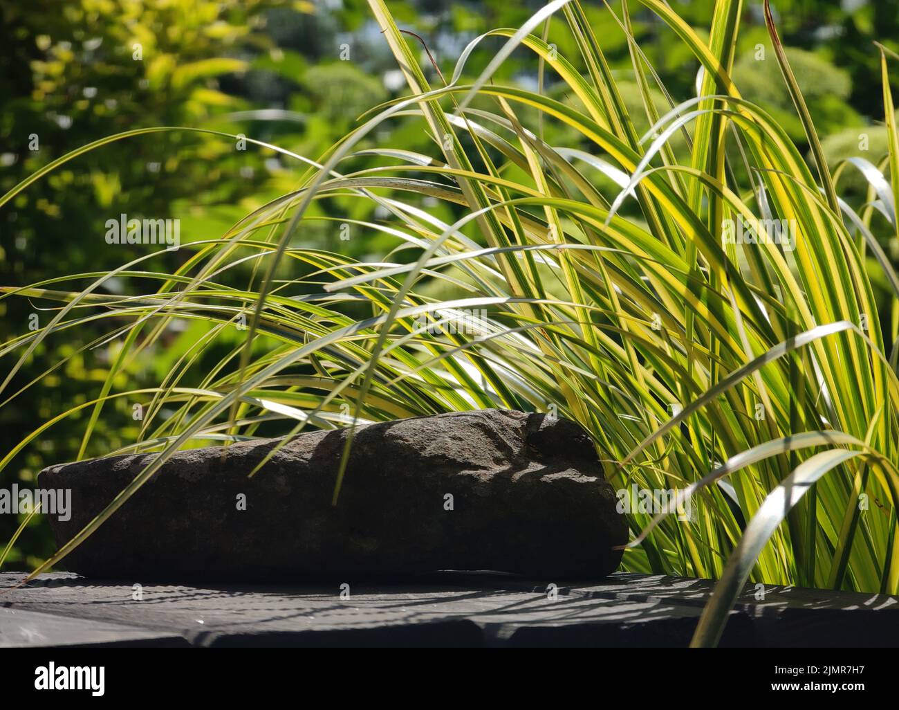 beautiful template detail of striped grass leaves in the sun with ...