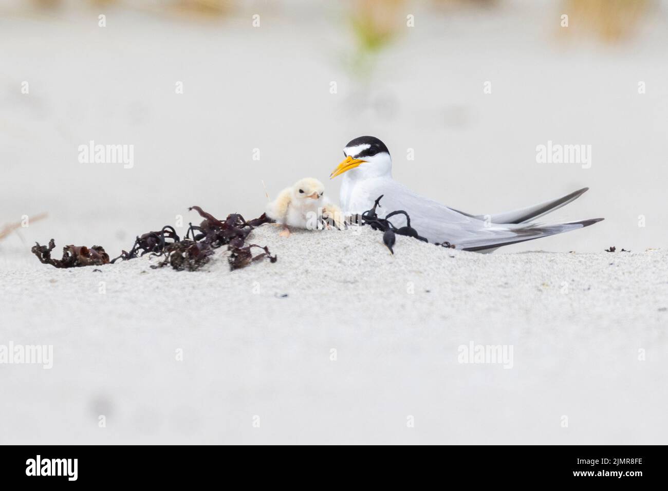 Least tern (Sternula antillarum) at nest Stock Photo - Alamy