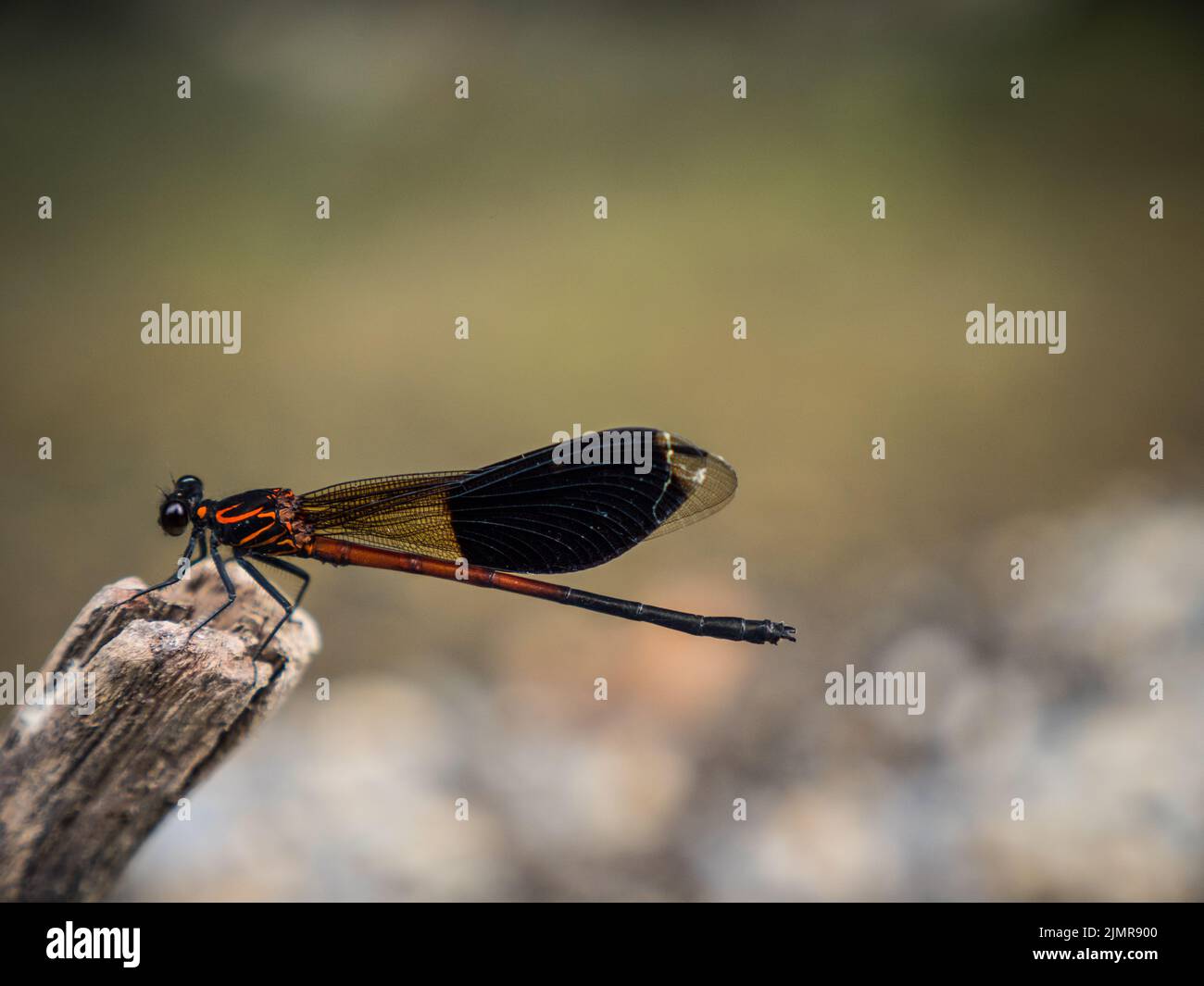 Flying insects of taiwan hi-res stock photography and images - Alamy