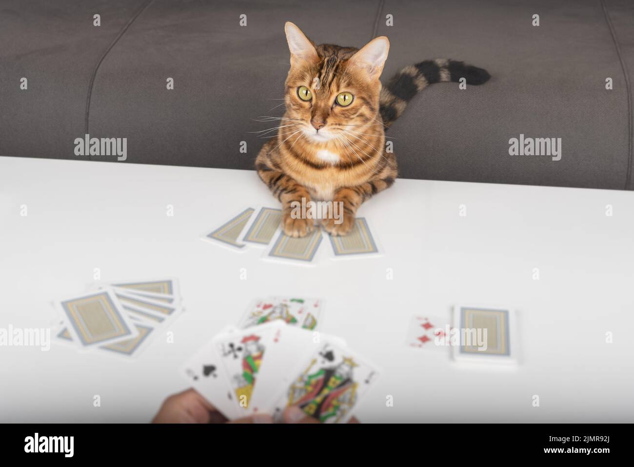 Domestic game hi-res stock photography and images - Alamy