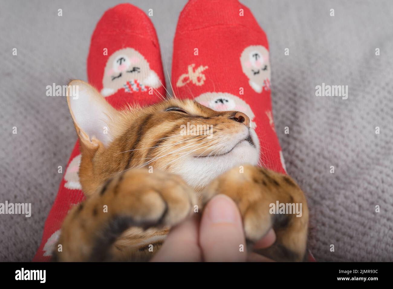 A cute domestic cat lying on its back in its owner's lap is enjoying ...