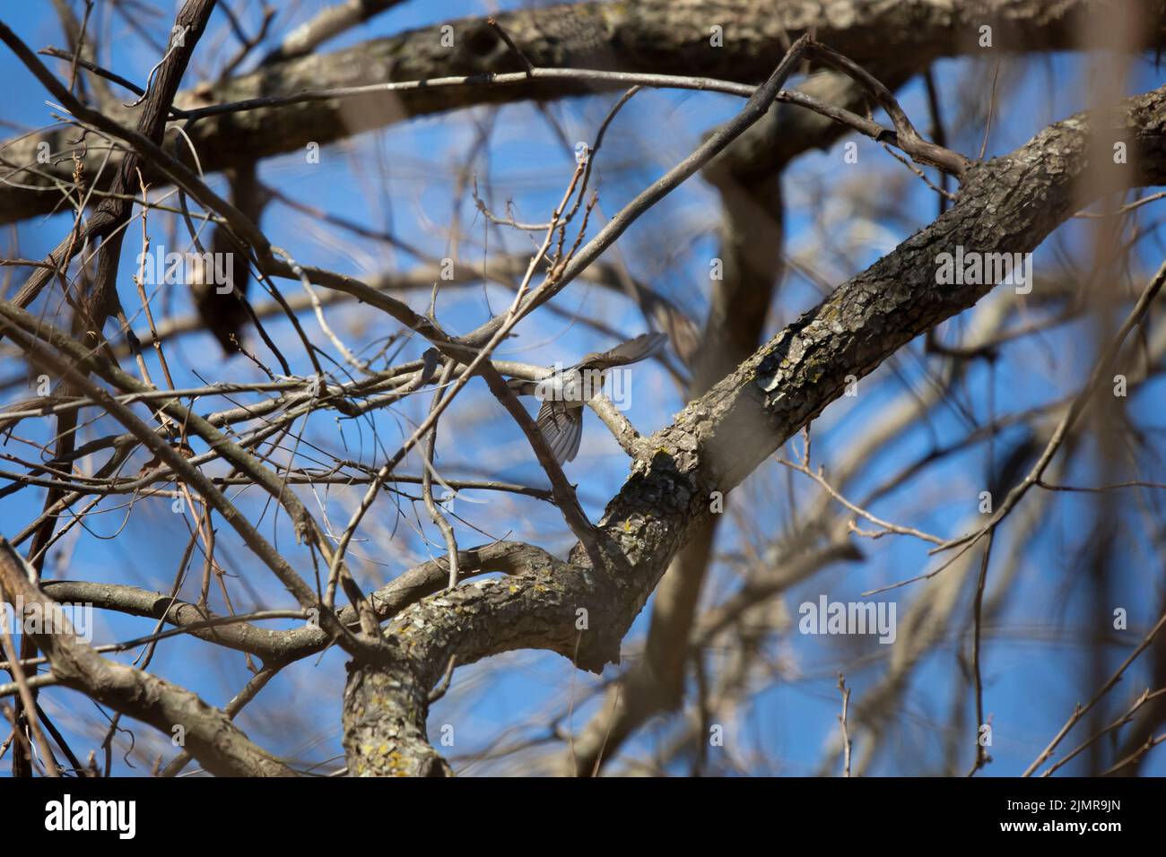 Yellow-rumped warbler (Setophaga coronata) flying toward a tree branch ...