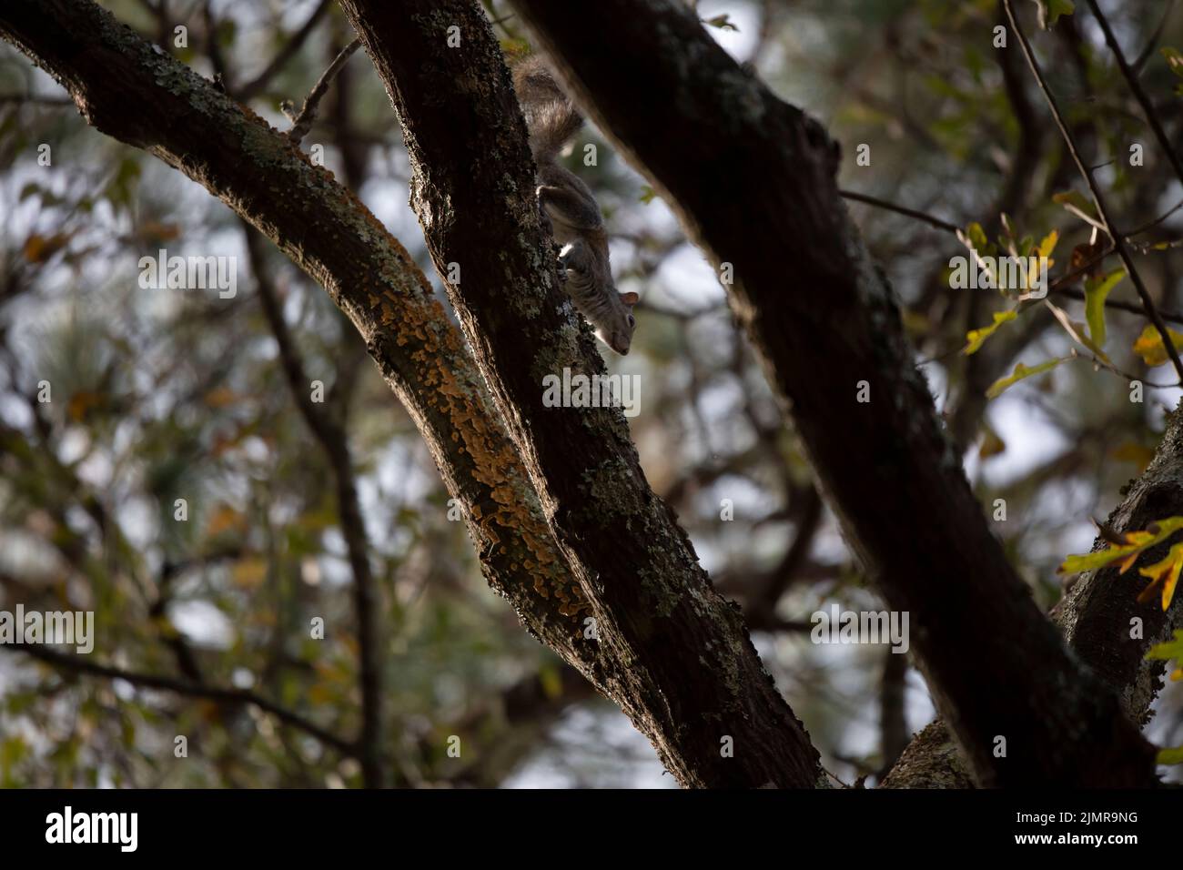 Eastern gray squirrel (Sciurus carolinensis) climbing down a tree limb ...