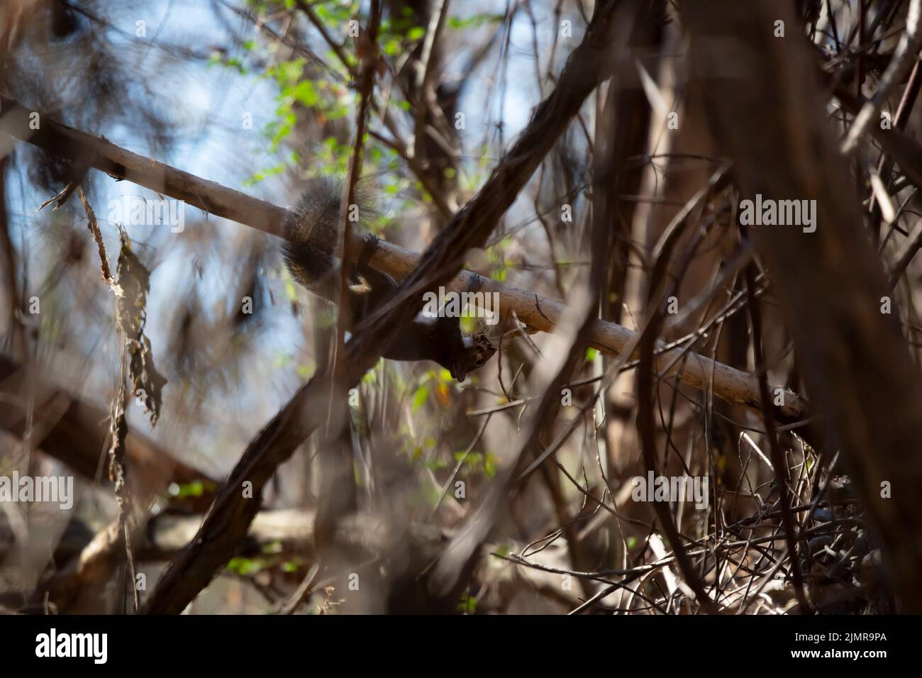 Eastern gray squirrel (Sciurus carolinensis) scurrying along the bottom ...