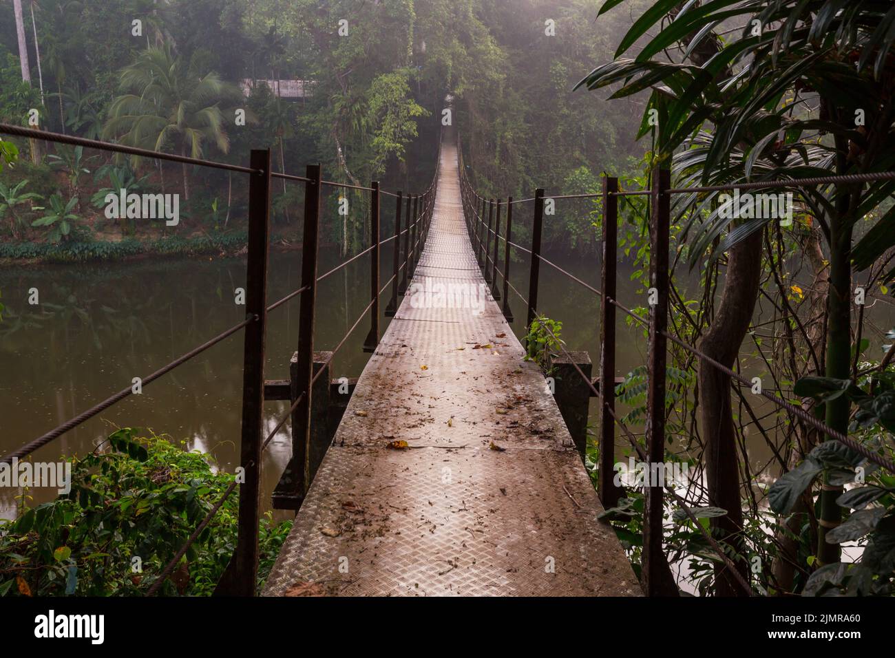 Bridge in jungle Stock Photo - Alamy