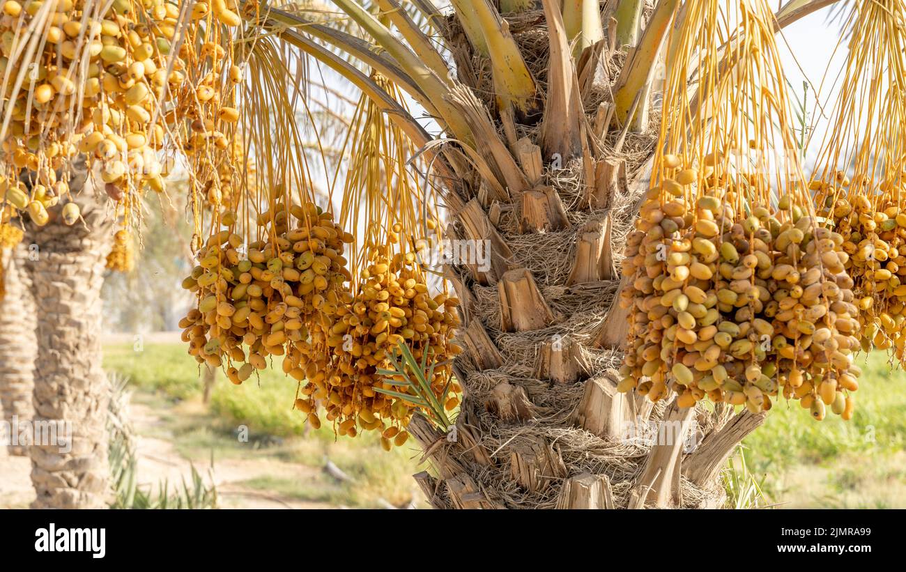 Plantation of date palms, agriculture industry in desert areas of the ...