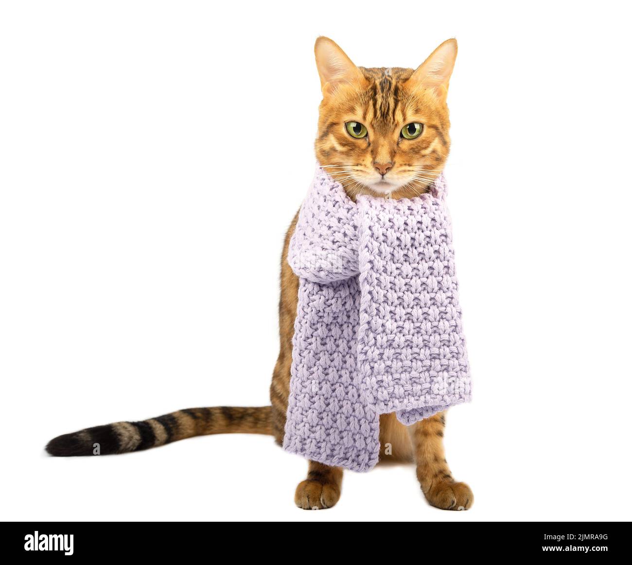 Bengal cat with a scarf around his neck on a white background Stock ...