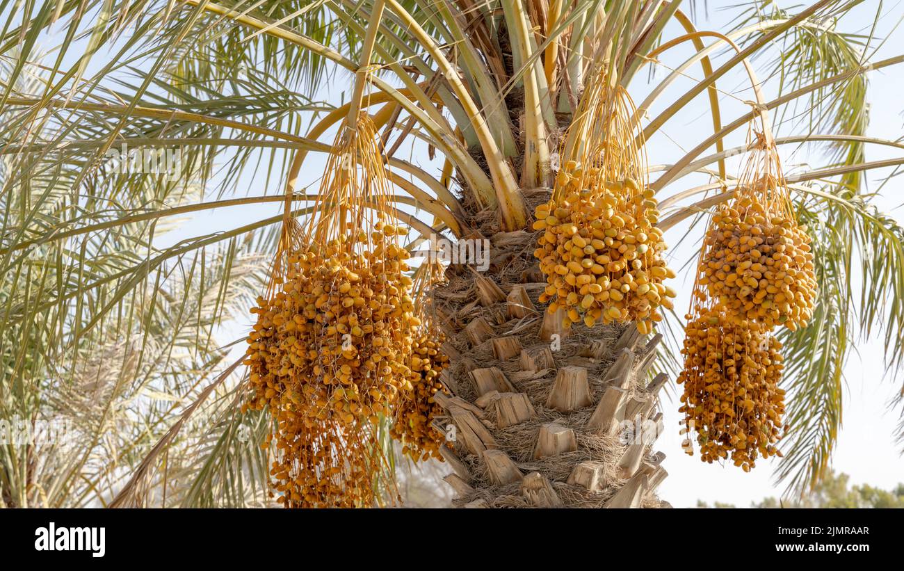 Plantation of date palms, agriculture industry in desert areas of the ...