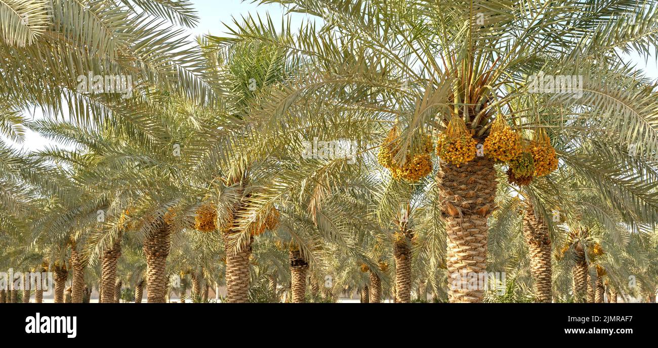 Plantation of date palms, agriculture industry in desert areas of the ...