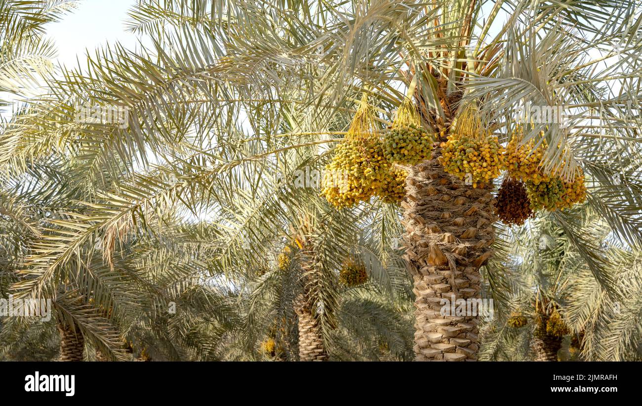 Plantation of date palms, agriculture industry in desert areas of the ...
