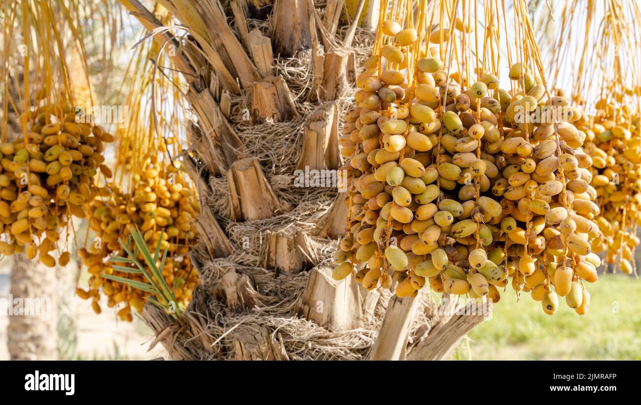 Plantation of date palms, agriculture industry in desert areas of the ...