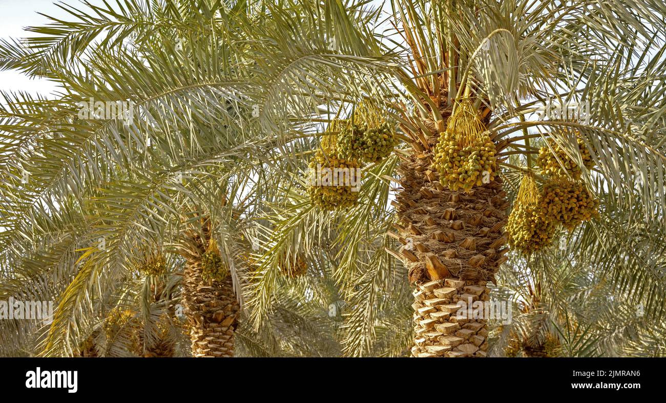 Agricultural Areas In The Middle East – MIJZE