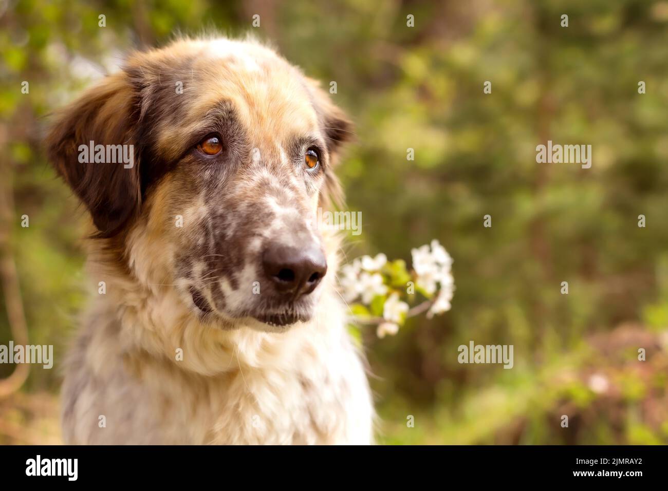 Big dog portrait with spring flowers Stock Photo - Alamy
