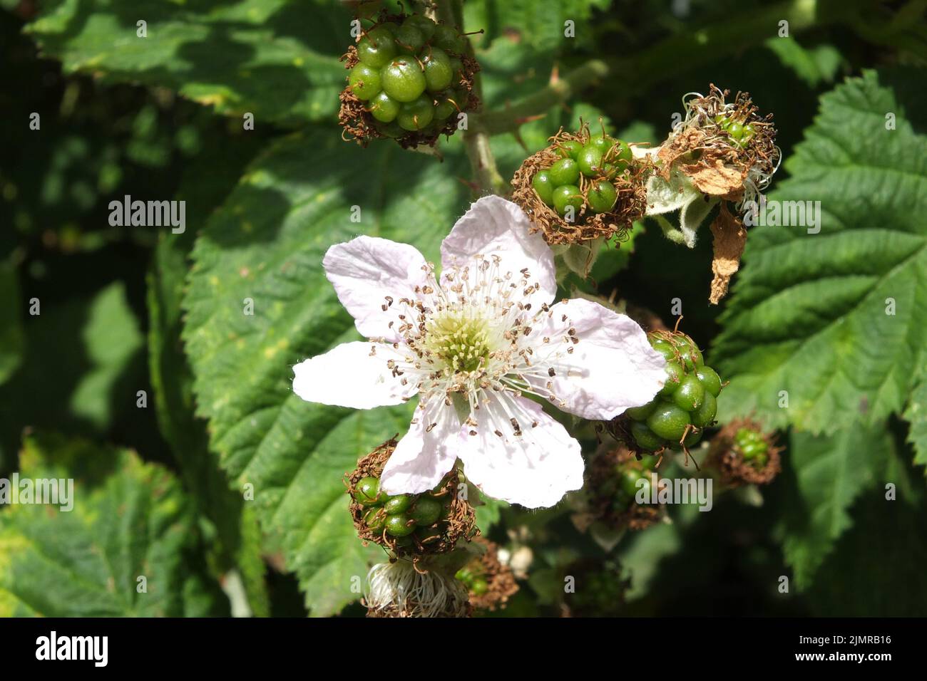 Wild blackberry spring hi-res stock photography and images - Alamy