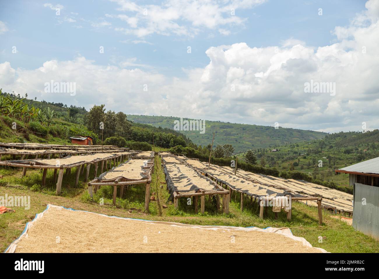 Wooden tables for drying on a hillside in a coffee farm Stock Photo - Alamy