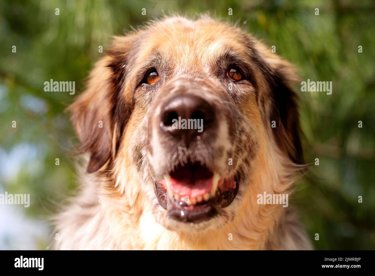 Big fluffy mixed breed dog portrait close-up Stock Photo - Alamy