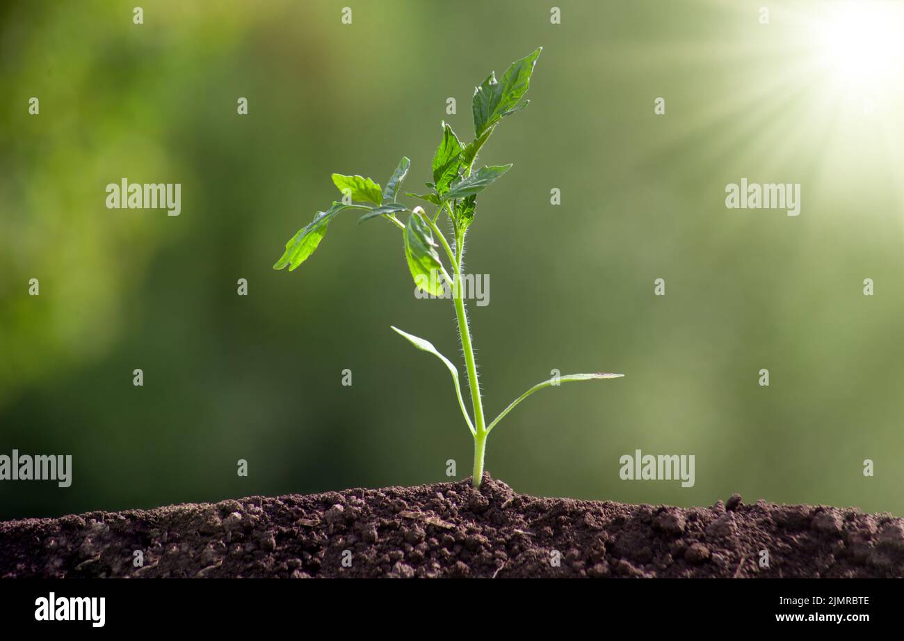 Tomato seedlings in the soil on a blurred background. Tomato seedling ...