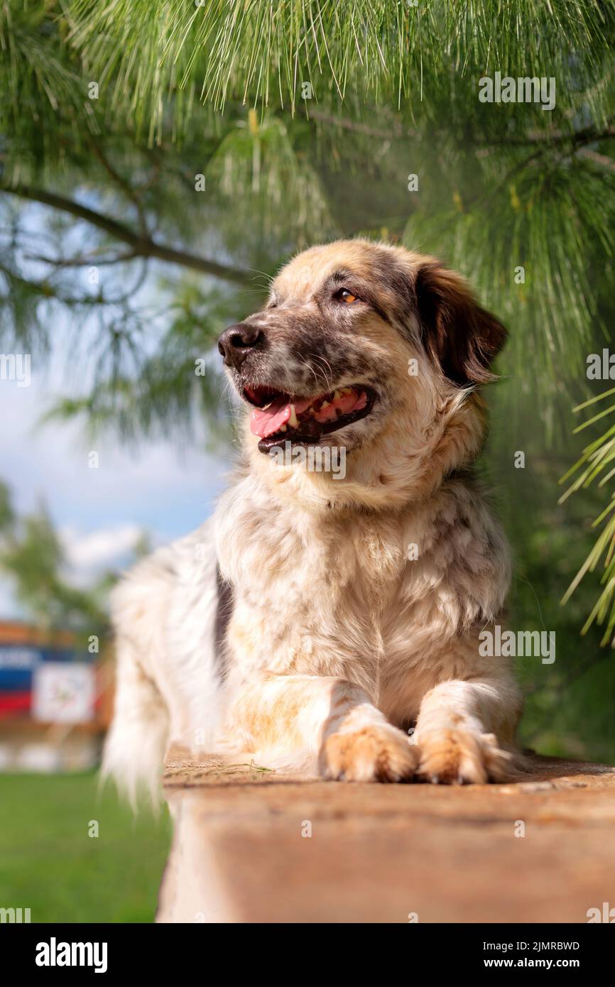 Big fluffy mixed breed dog lying down Stock Photo - Alamy