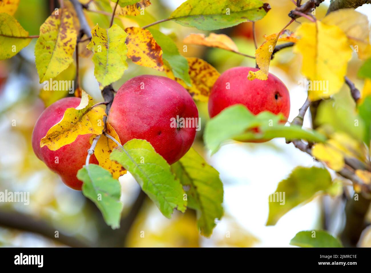 Attractive autumn fruit hi-res stock photography and images - Alamy