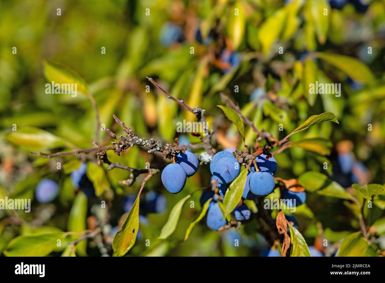 Blackthorn sloe prunus spinosa mature hi-res stock photography and ...