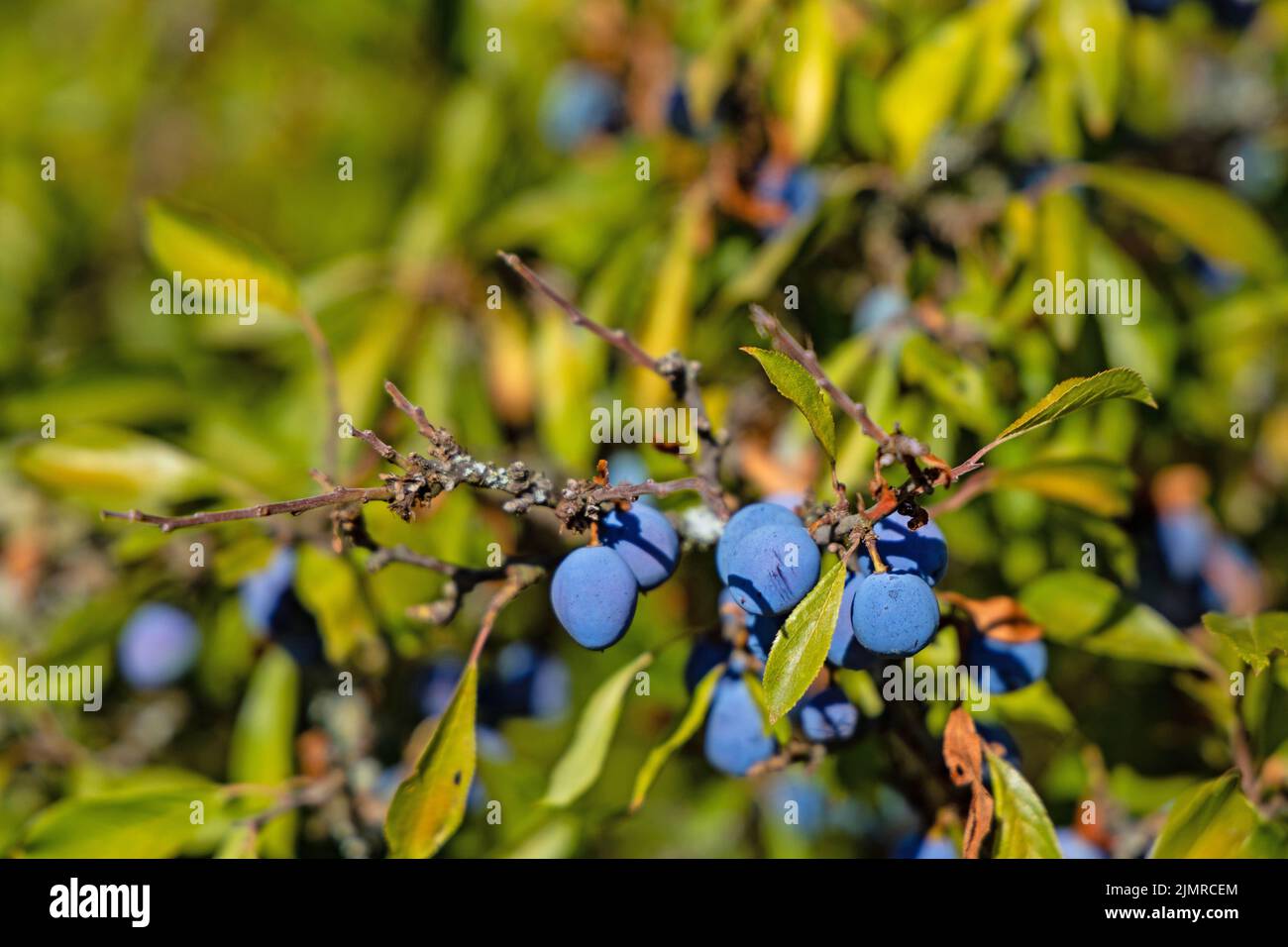 sloe fruits on a blackthorn bush Stock Photo - Alamy