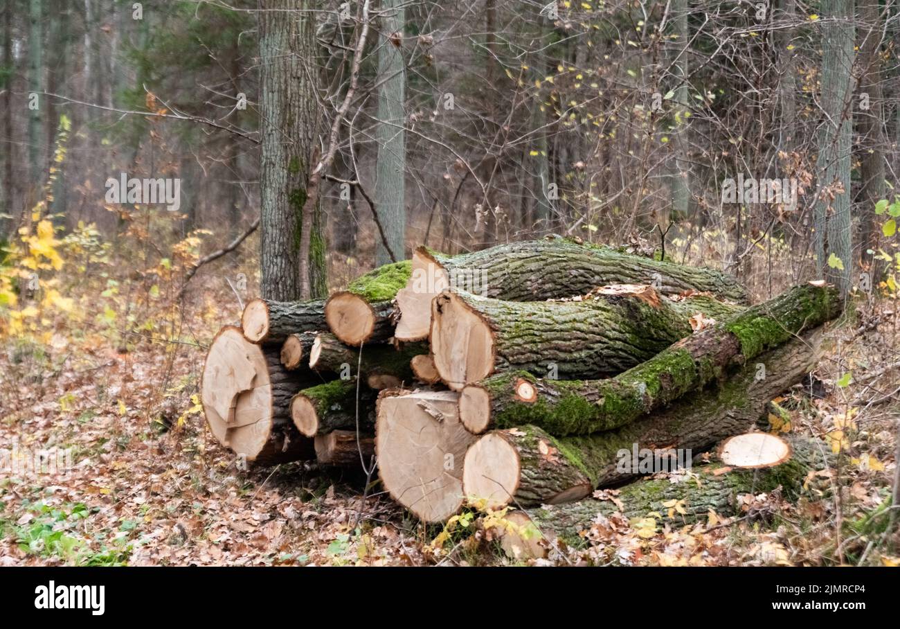 Firewood logs in the forest. Stacked timber prepared for transport ...