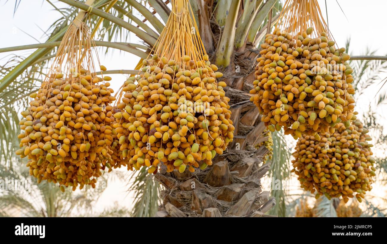 Bahrain date palms hi-res stock photography and images - Alamy