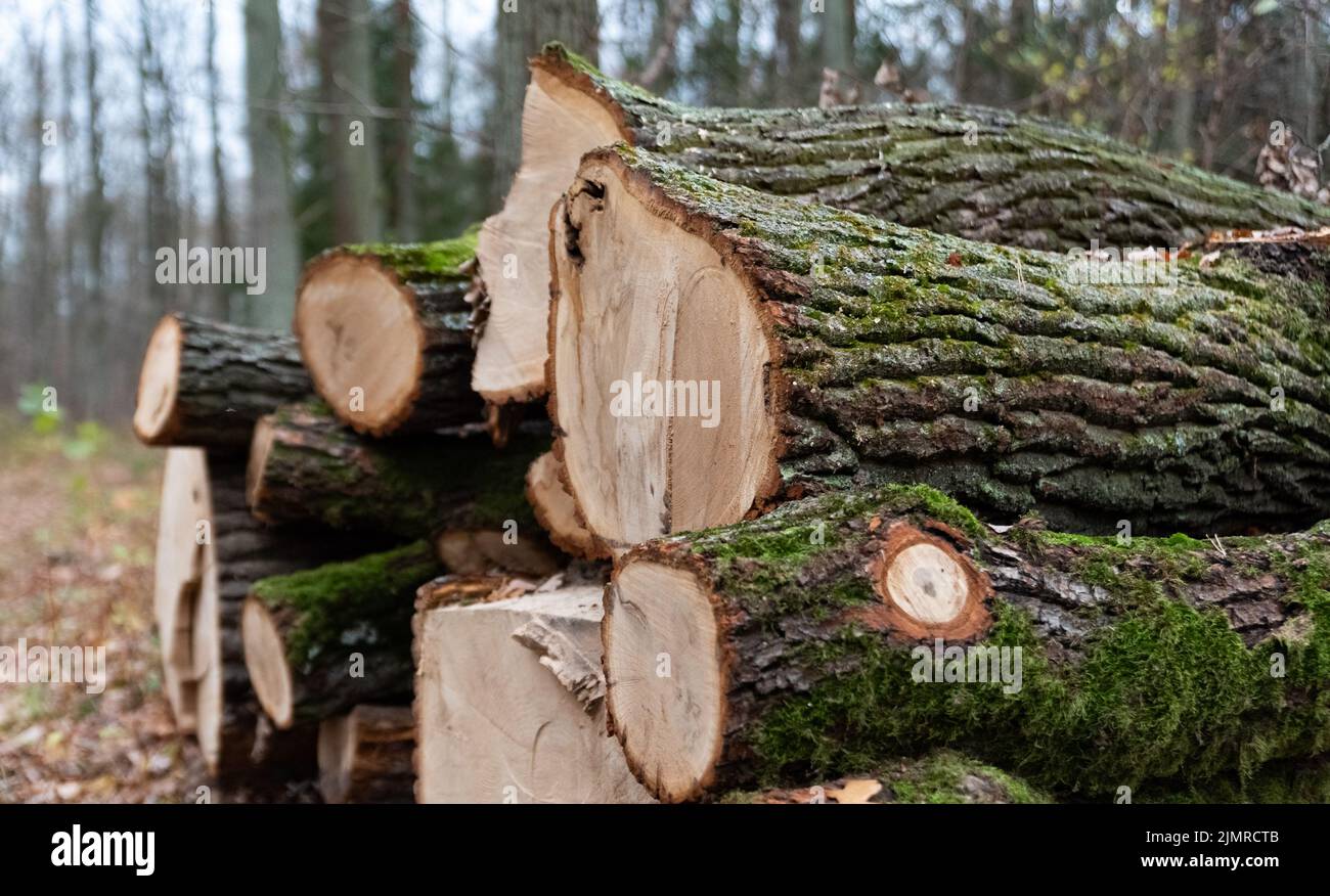 Firewood logs in the forest. Stacked timber prepared for transport ...