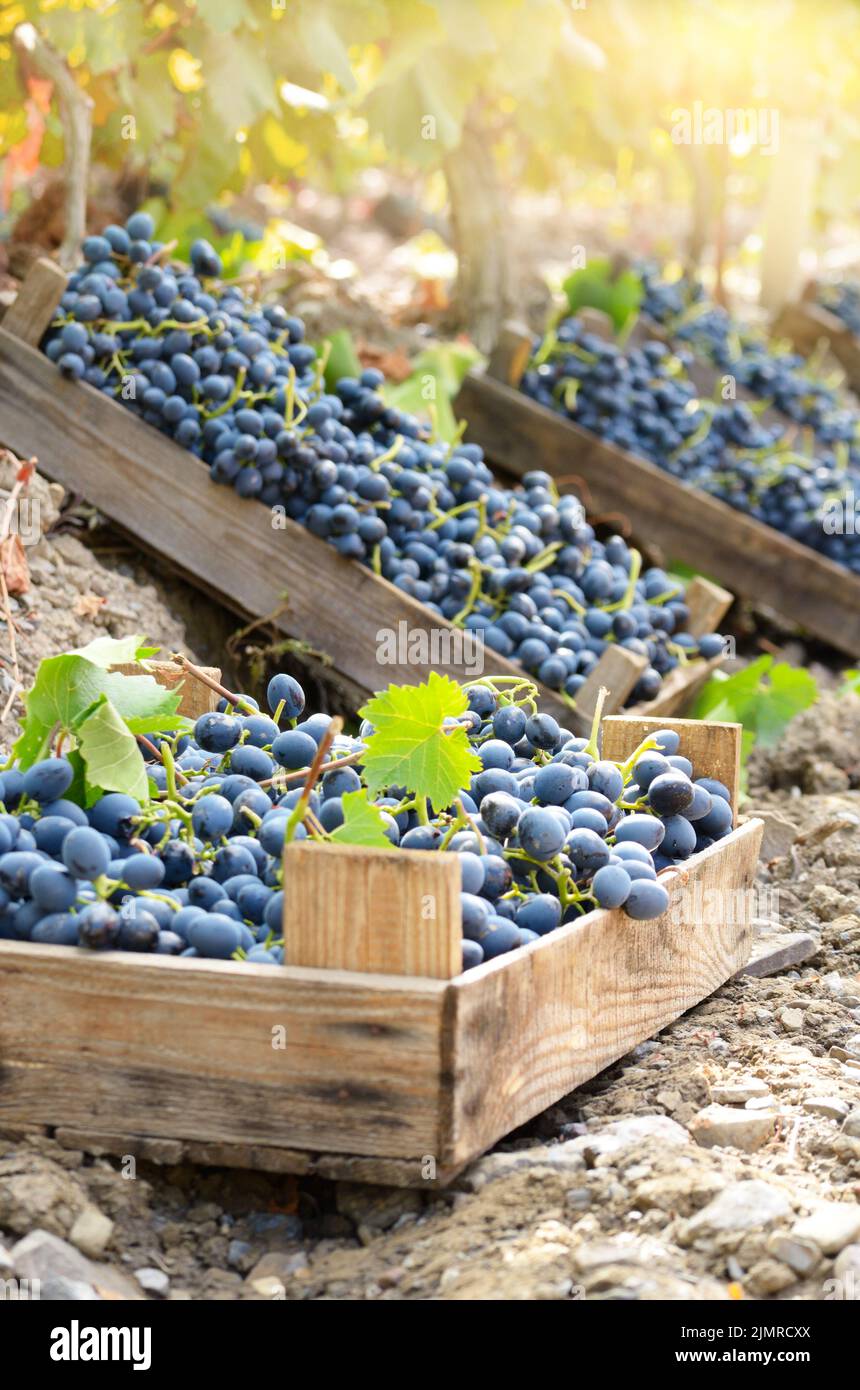 Vintage grape harvesting hi-res stock photography and images - Alamy