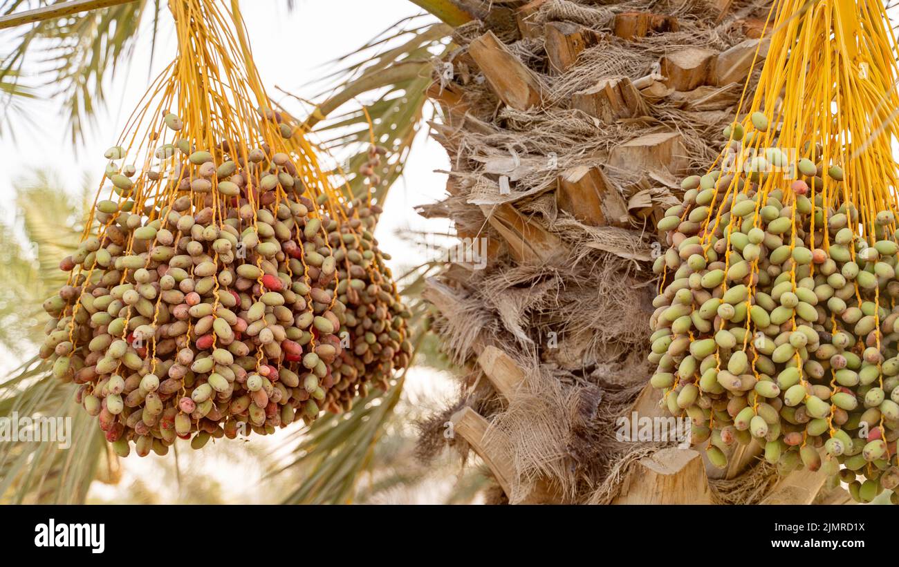Plantation of date palms, agriculture industry in desert areas of the ...