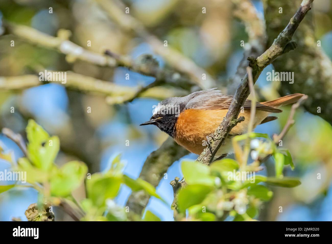 Garden redstart hi-res stock photography and images - Alamy