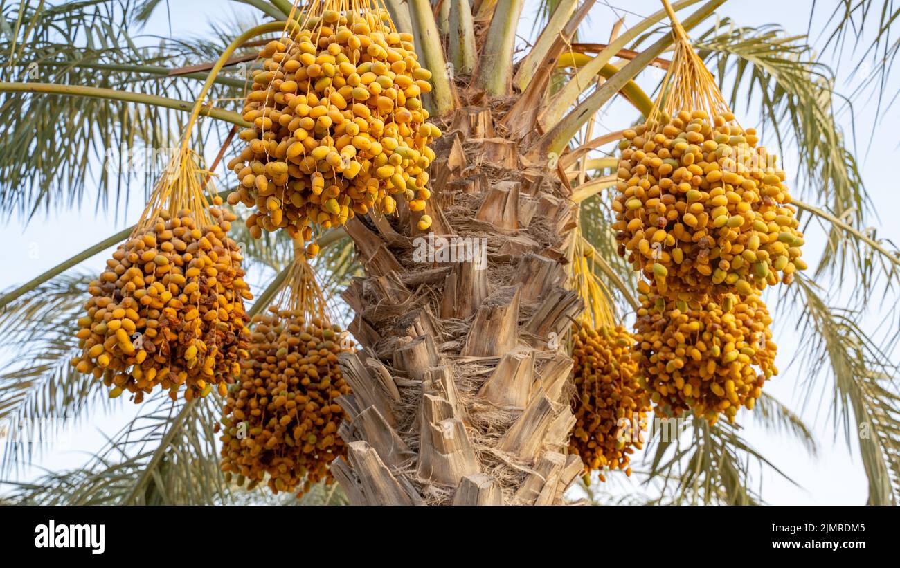 Plantation of date palms, agriculture industry in desert areas of the ...