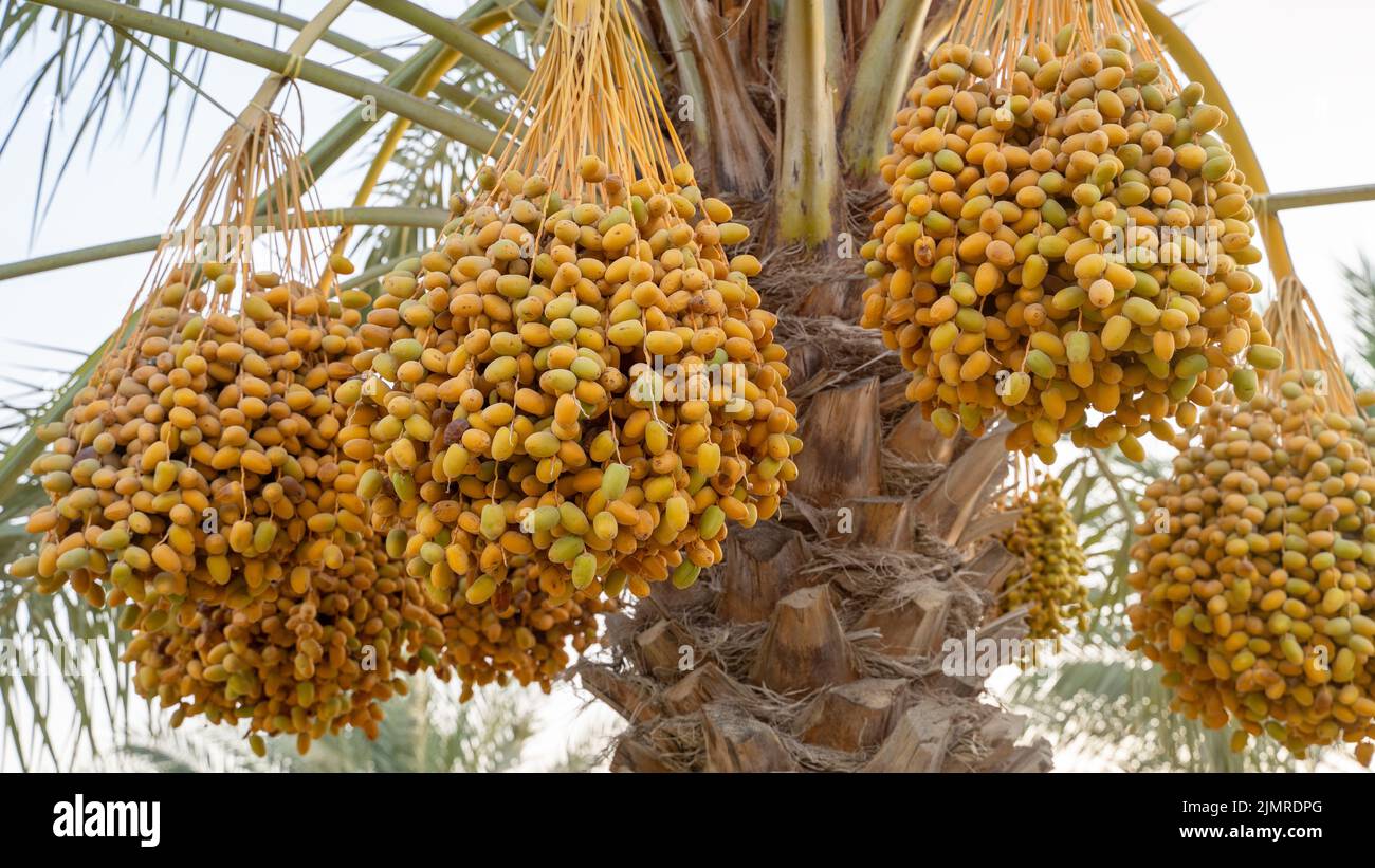 Plantation of date palms, agriculture industry in desert areas of the ...