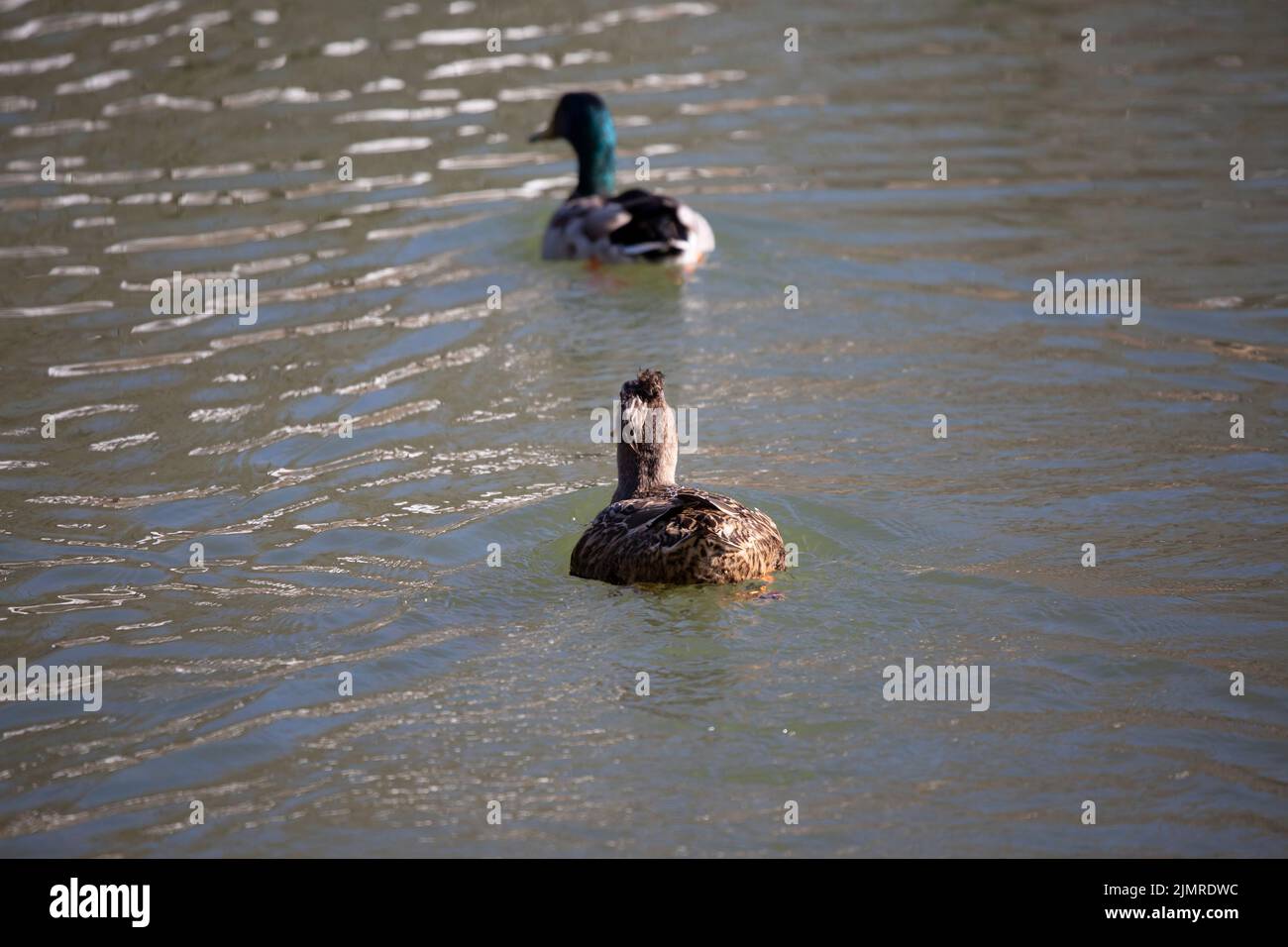 Female rouen mallard (Anas platyrhynchos domesticus) with an ...