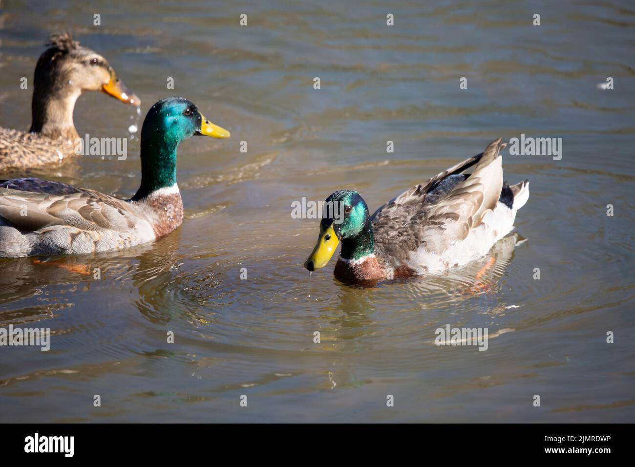 Rouen drake (Anas platyrhynchos domesticus) swimming past another drake ...