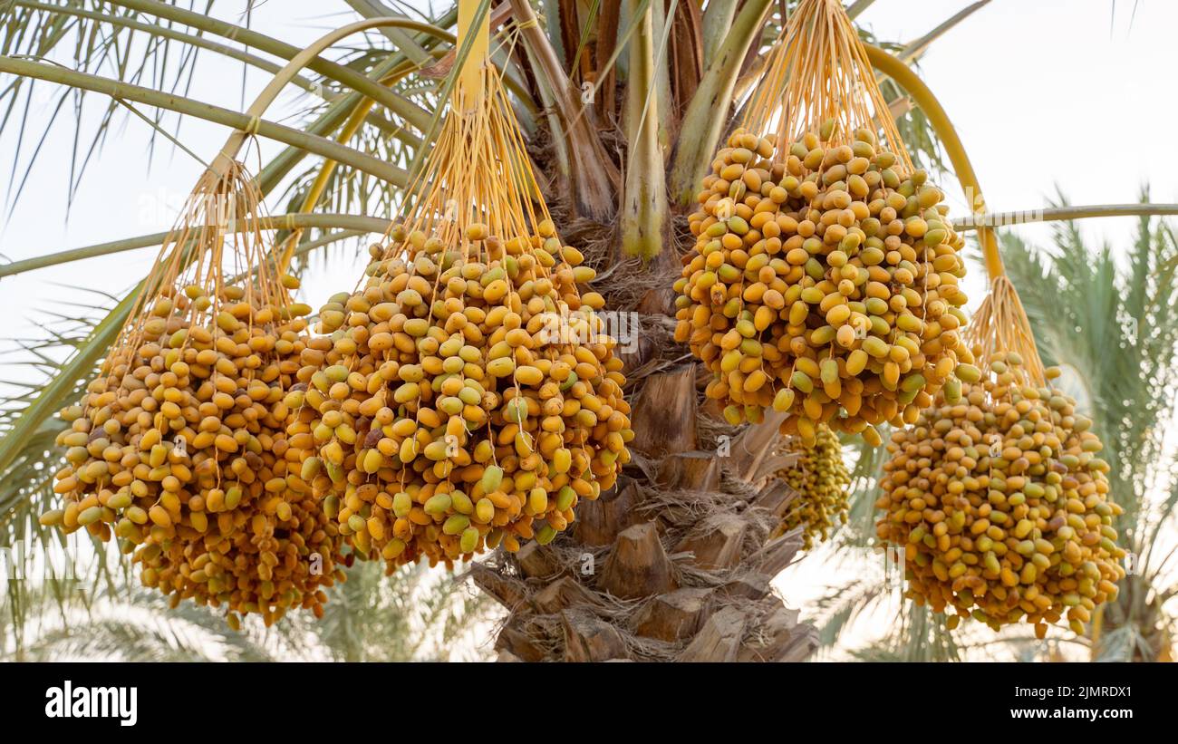 Bahrain agriculture date palms hi-res stock photography and images - Alamy
