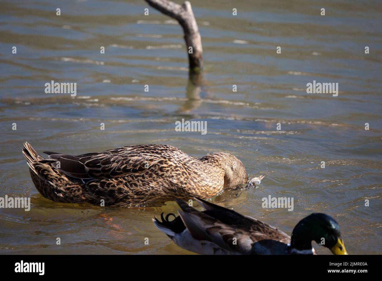 Rouen hen (Anas platyrhynchos domesticus) foraging as a drake swims ...