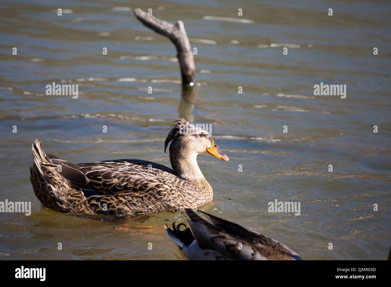 Rouen hen (Anas platyrhynchos domesticus) with an interesting hairdo ...