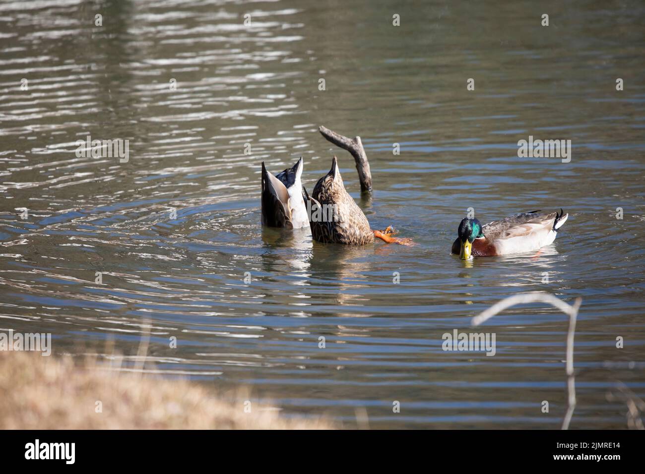 Rouen drake and hen foraging while a mallard drake drinks water nearby ...