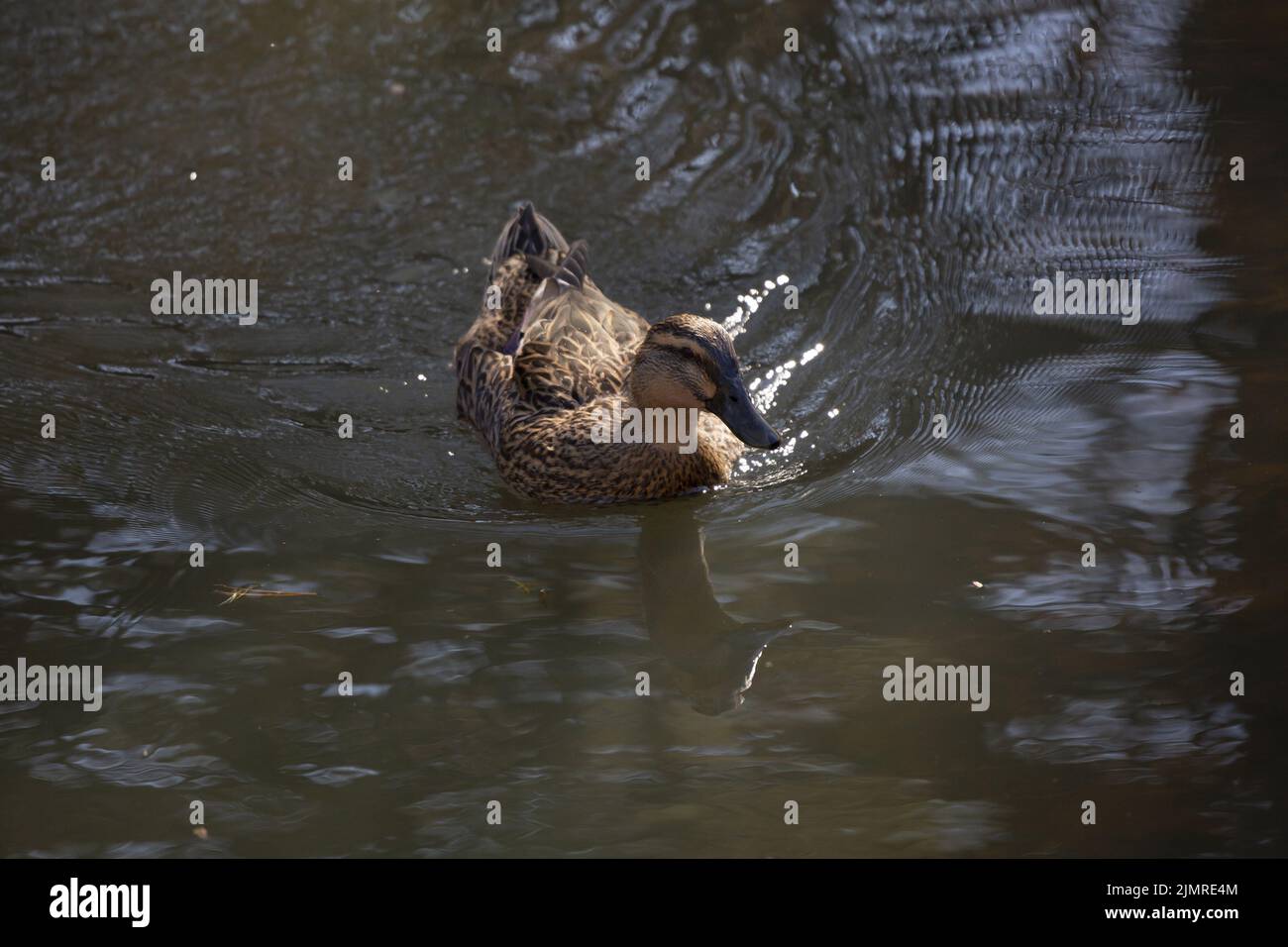 Rouen Duck Hen Also Known As A Domestic Mallard Breed Anas Platyrhynchos Domesticus Swimming